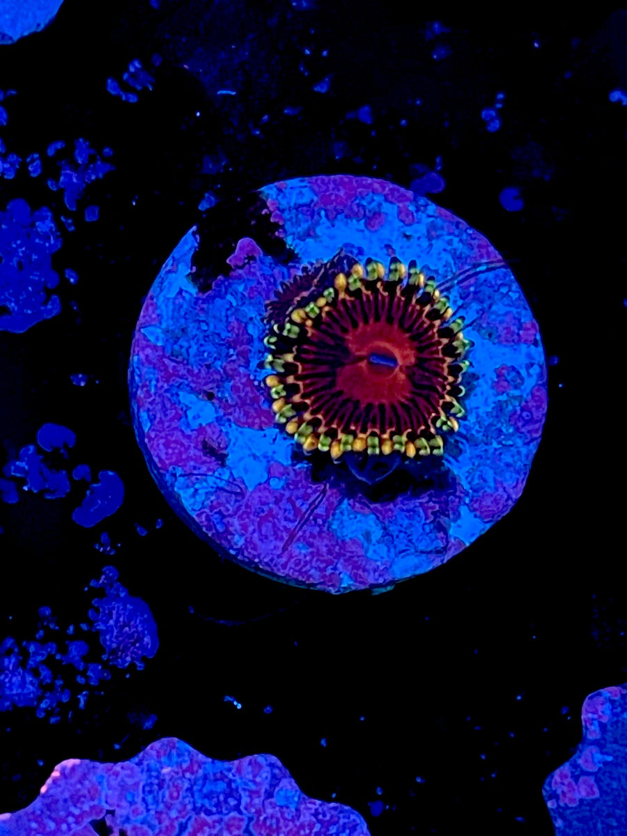 Mcr Sbb Aphrodite – Marias Coral Reef