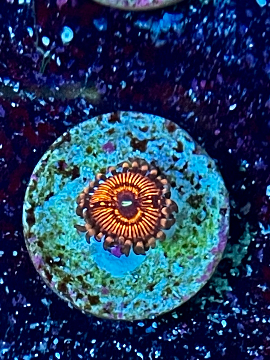 Monster zoa – Marias Coral Reef