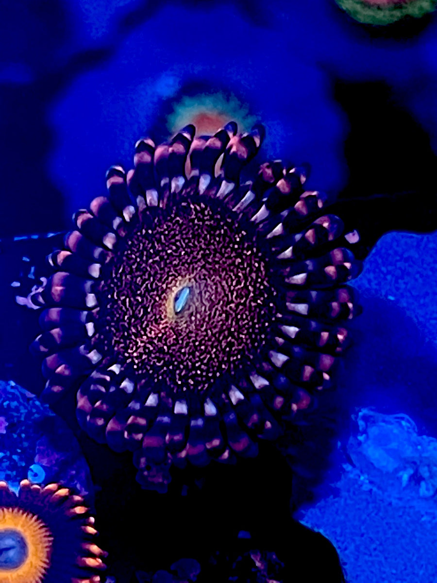 Mohawk – Marias Coral Reef