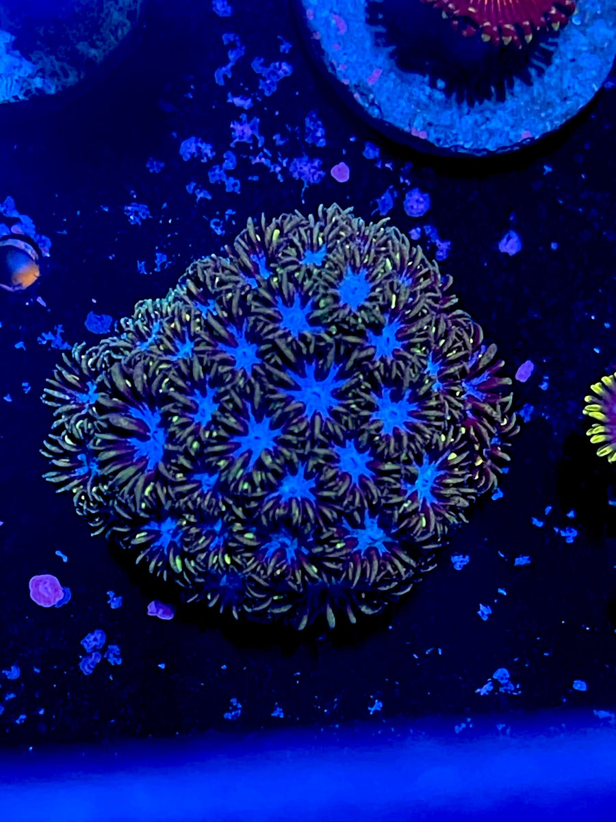 Blue lepto – Marias Coral Reef